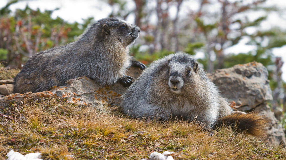 Viewing Wildlife along the Icefields Parkway, Jasper and Lake Louise