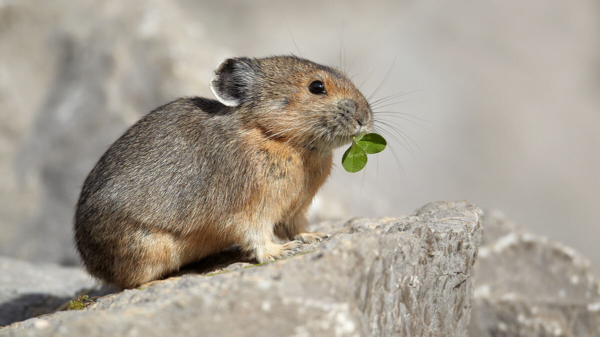 Viewing Wildlife along the Icefields Parkway, Jasper and Lake Louise